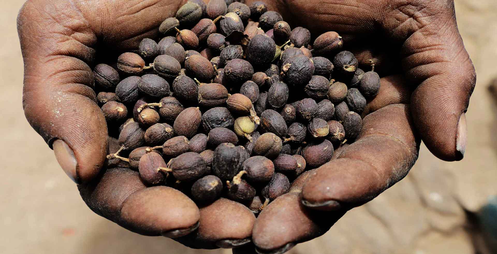 Discover coffee in Santa Isabel - Another Cape Verde
