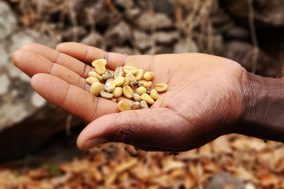 Discover coffee in Gongon - Another Cape Verde